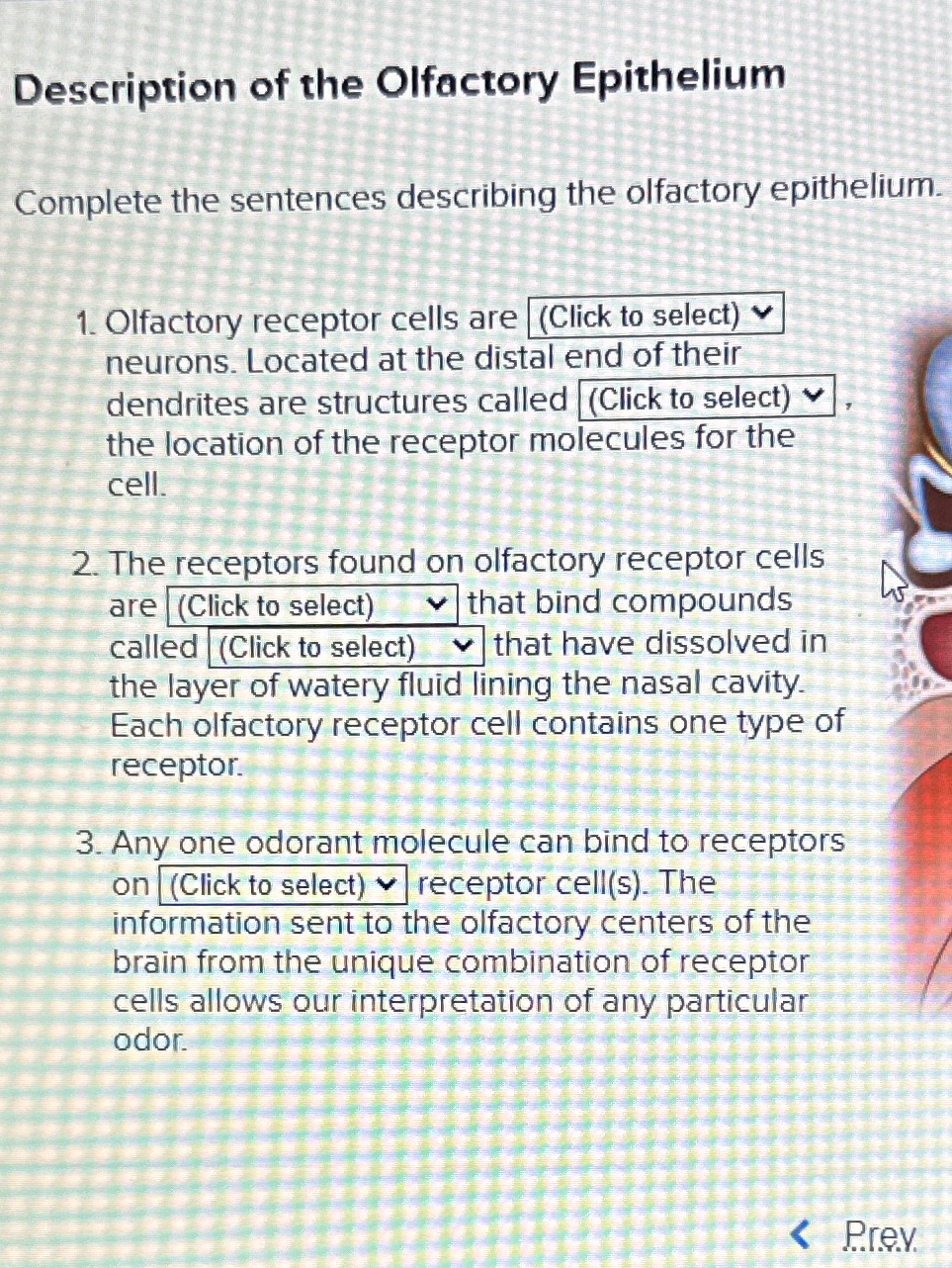 Solved Description of the Olfactory EpitheliumComplete the | Chegg.com