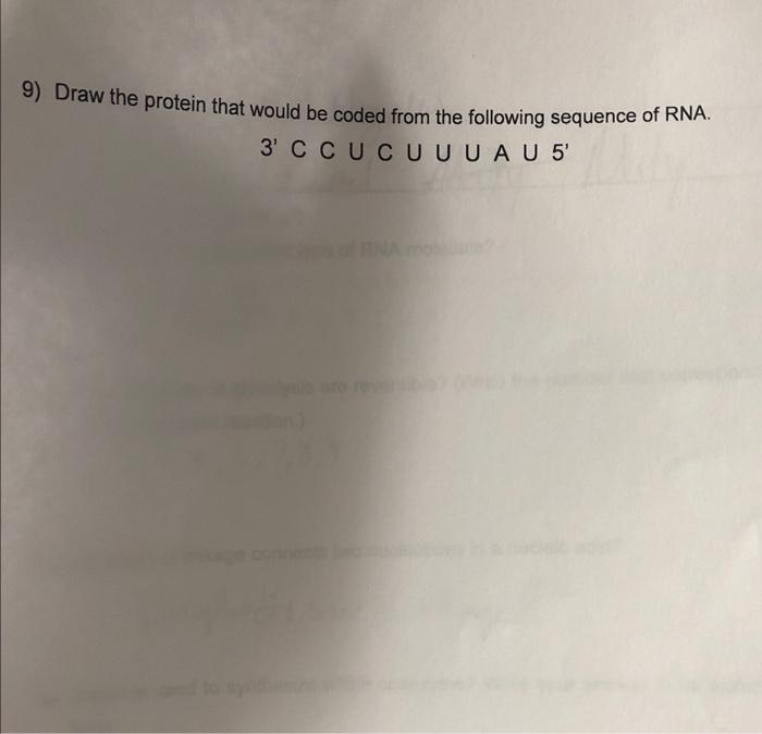 Solved 9) Draw the protein that would be coded from the | Chegg.com