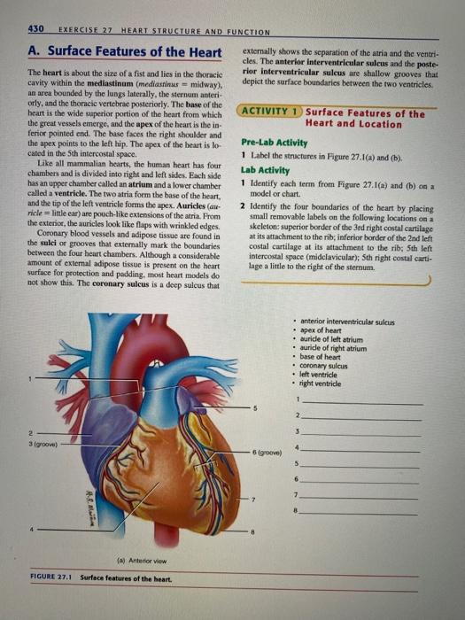 Solved 430 EXERCISE 27 HEART STRUCTURE AND FUNCTION A. | Chegg.com