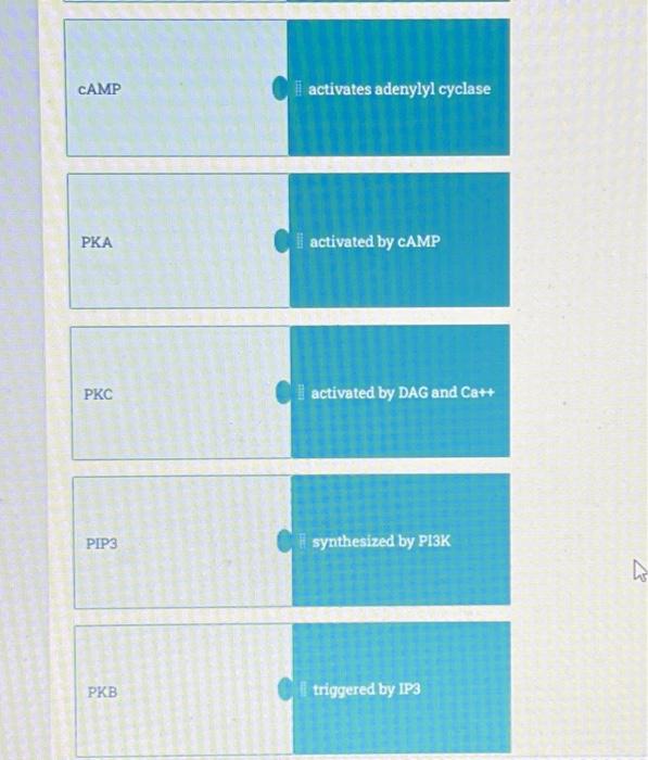 Solved DAG and IP3 synthesized by phospholipase C (PLC) | Chegg.com