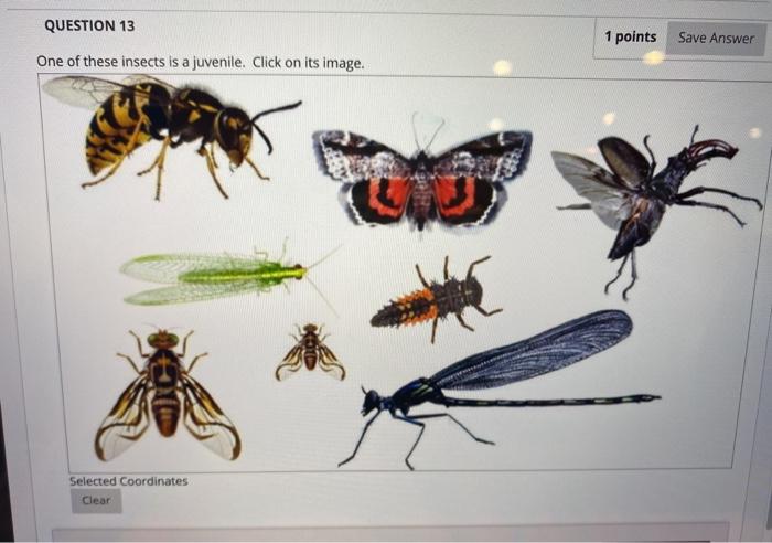 Solved QUESTION 11 Tagmata (singular=tagma) in arthropods | Chegg.com