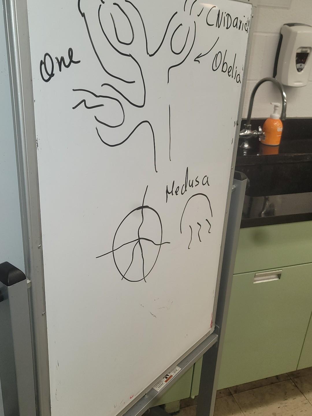 Frimal Kingdom Animal is a multicellular organism, | Chegg.com