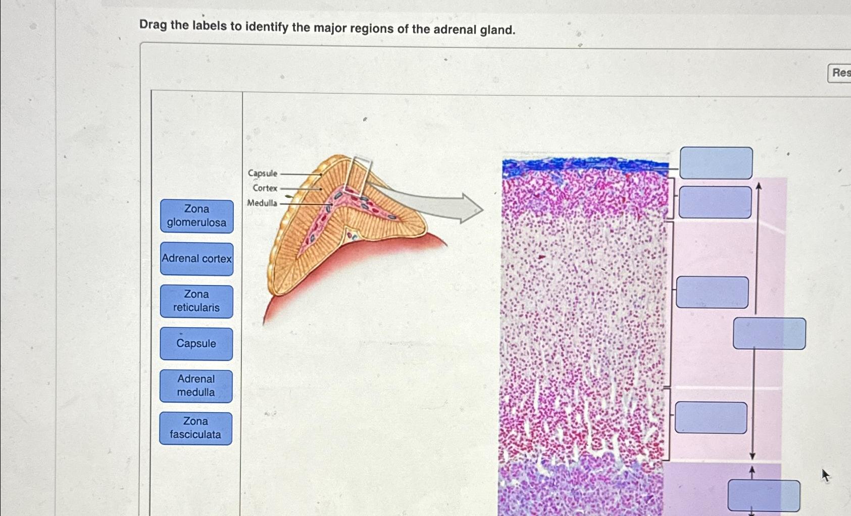 Solved Drag the labels to identify the major regions of the | Chegg.com