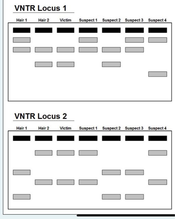 Solved VNTR Locus 1 Hair 1 Hair 2 Victim VNTR Locus 2 Hair 1 | Chegg.com