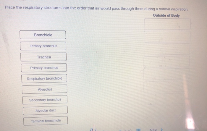 Solved Place the respiratory structures into the order that | Chegg.com