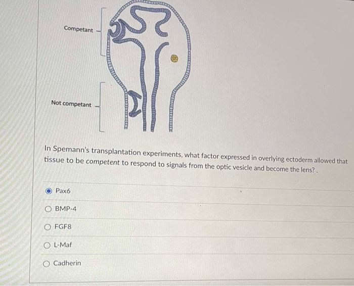 Solved In Spemann's transplantation experiments, what factor | Chegg.com