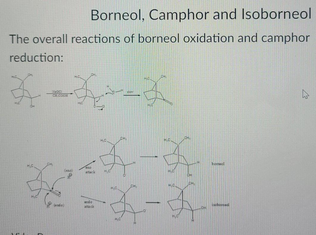 Solved Borneol, Camphor and Isoborneol The overall reactions | Chegg.com
