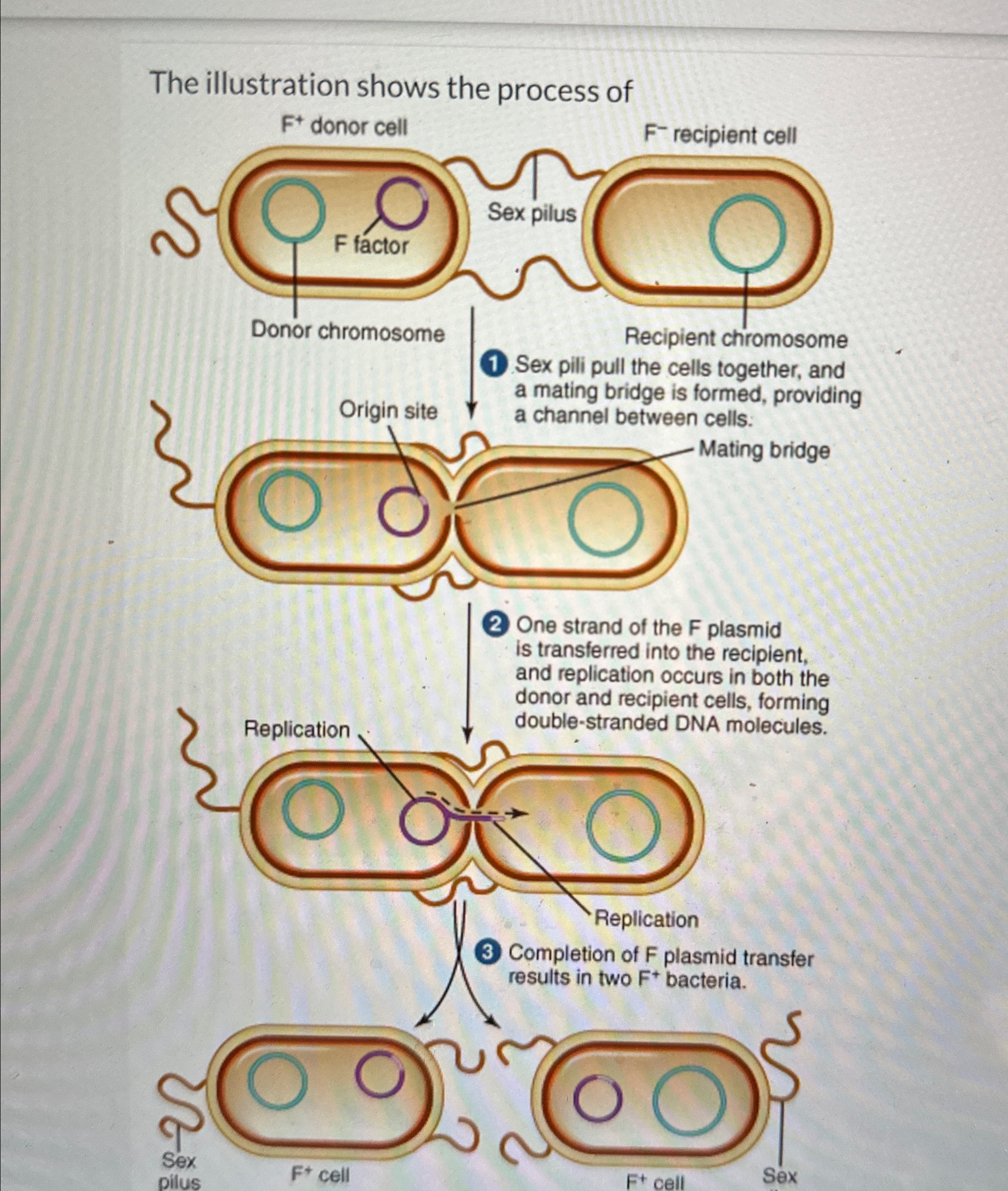 Solved The illustration shows the process of(2) ﻿One strand | Chegg.com