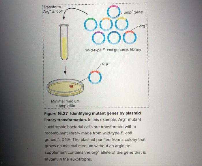 Solved 35. The E. coll Mall protein is a positive regulator | Chegg.com