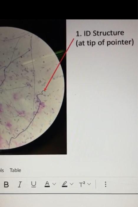 Solved 1. ID Structure (at tip of pointer) els Table . Β Ι Ο | Chegg.com