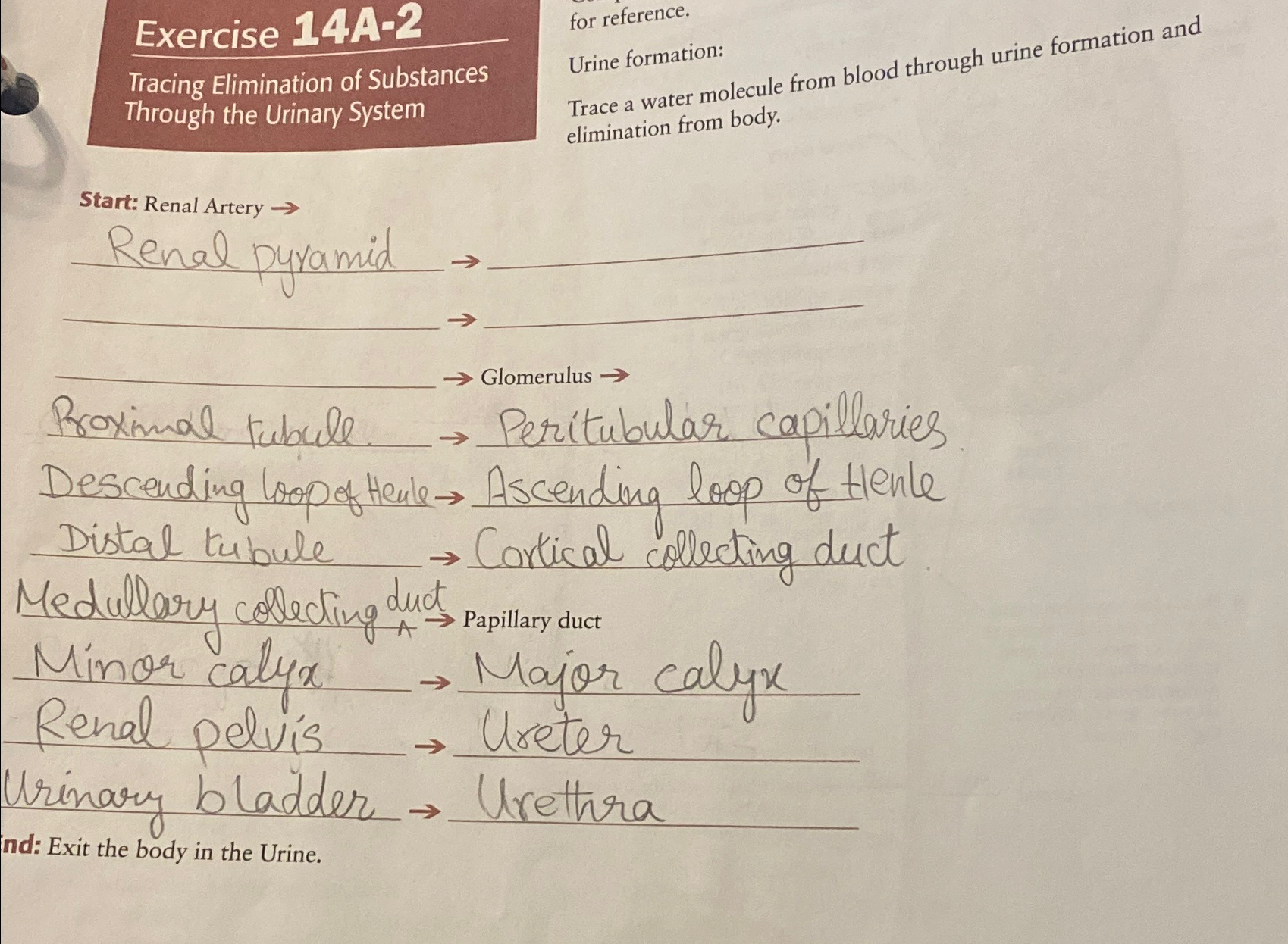 Solved Exercise 14A-2Tracing Elimination of Substances | Chegg.com