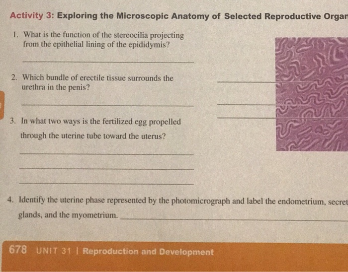 Solved Activity 3: Exploring the Microscopic Anatomy of | Chegg.com