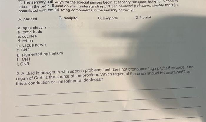 Solved 1. The sensory pathways for the special senses begin | Chegg.com