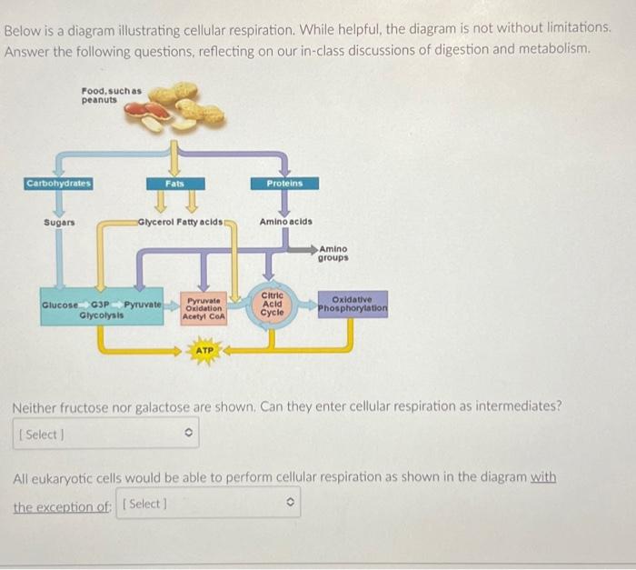 Solved Below is a diagram illustrating cellular respiration. | Chegg.com