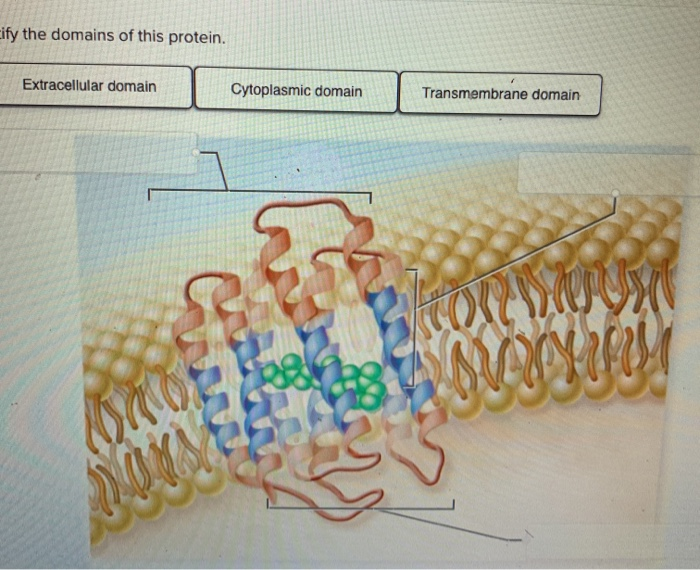 Solved ify the domains of this protein. Extracellular domain | Chegg.com
