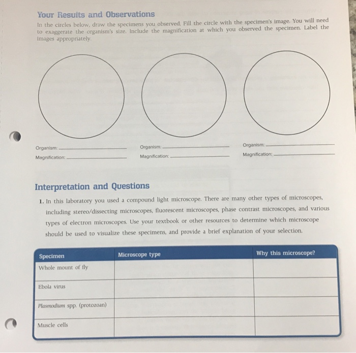 Solved Your Results and Observations In the circles below, | Chegg.com