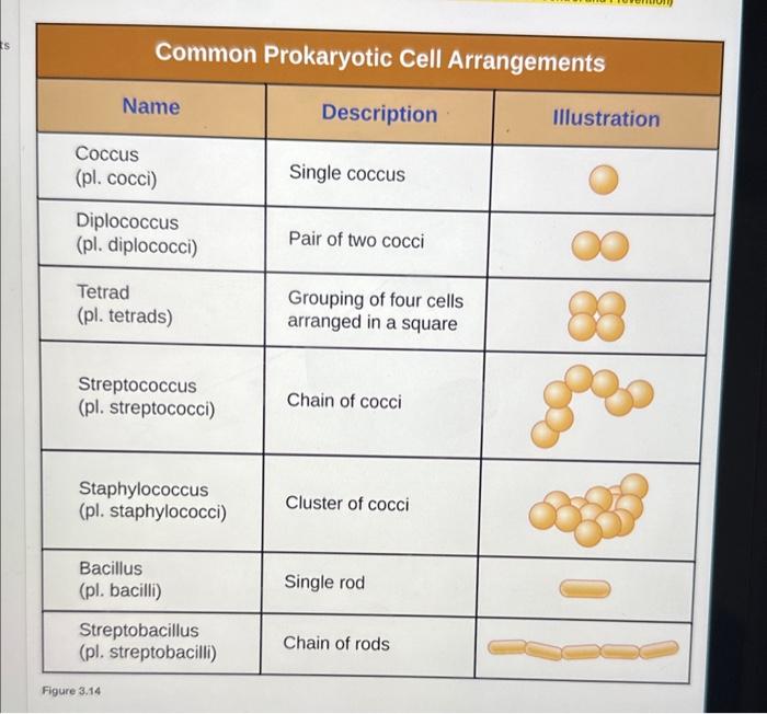 Solved (6) Explain the difference between cell morphology | Chegg.com