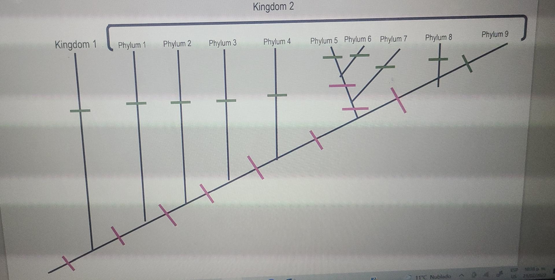Solved what to include in cladogram #1 2 kingdoms + o phyla | Chegg.com