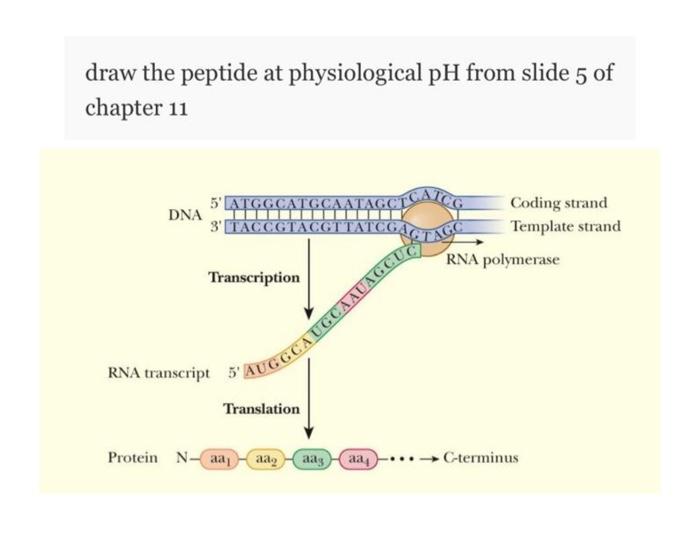 Solved draw the peptide at physiological pH from slide 5 of | Chegg.com