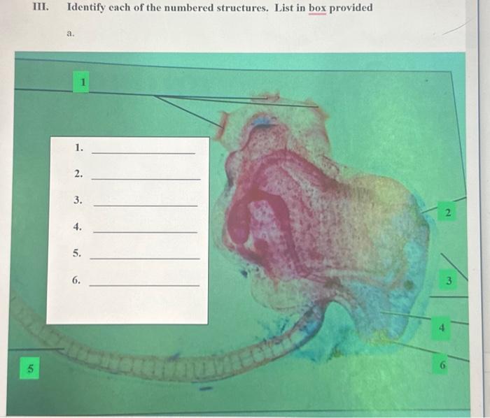 Solved III. Identify each of the numbered structures. List | Chegg.com