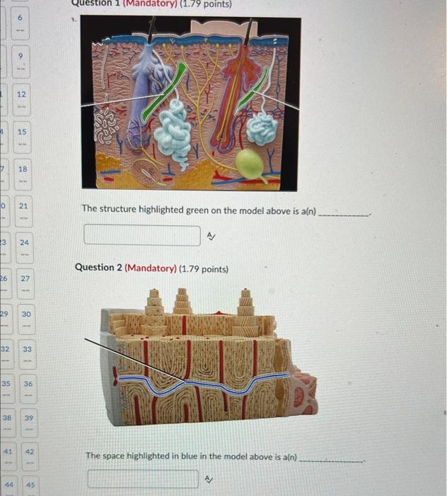 Solved The structure highlighted green on the model above is | Chegg.com