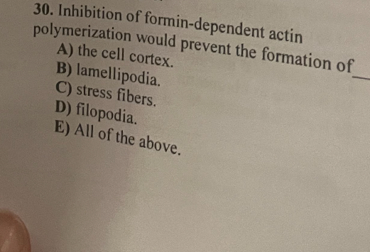Solved Inhibition of formin-dependent actin polymerization | Chegg.com