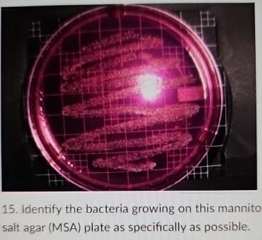 Solved Identify the bacteria growing on this mannito salt | Chegg.com