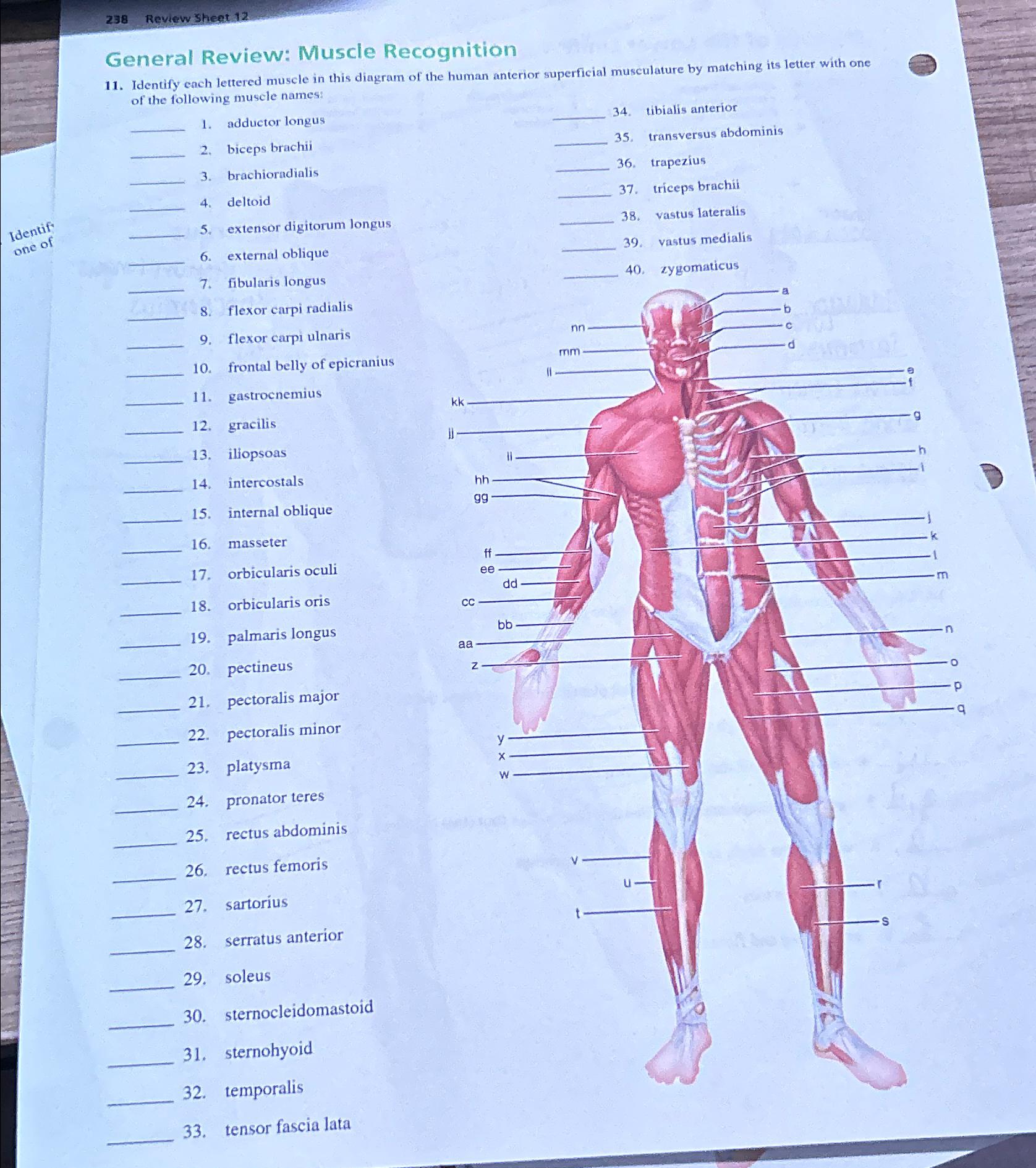 Solved 238Review Sheat 12General Review: Muscle | Chegg.com
