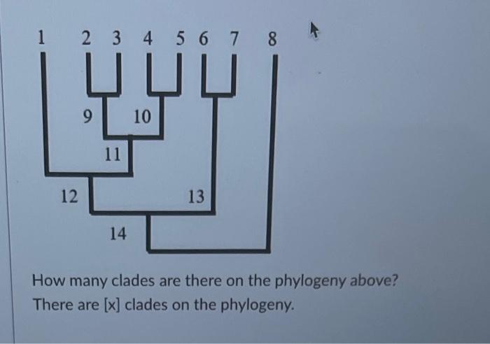 Solved How many clades are there on the phylogeny above? | Chegg.com