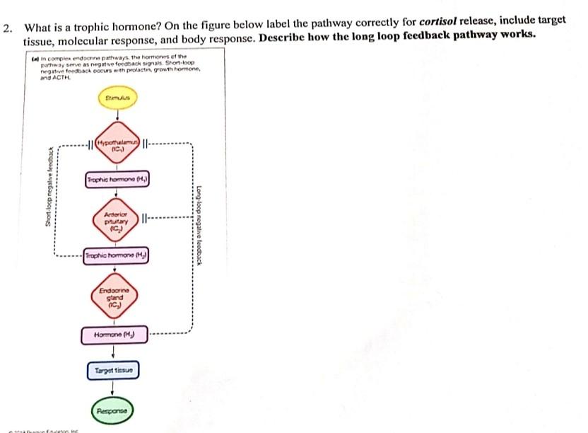 Solved 2. What is a trophic hormone? On the figure below | Chegg.com