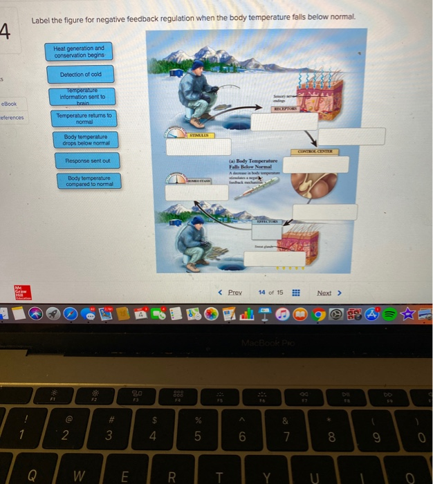 Label the figure for negative feedback regulation | Chegg.com