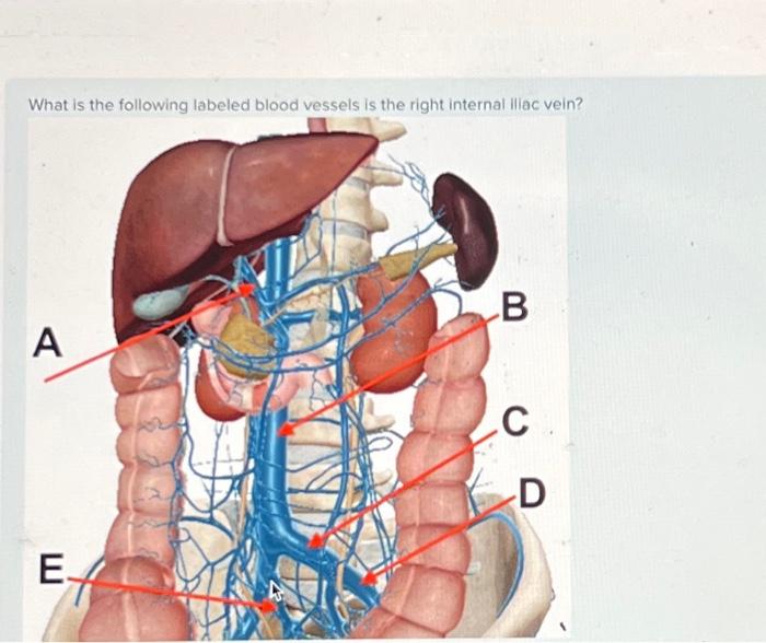 Solved What is the following labeled blood vessels is the | Chegg.com