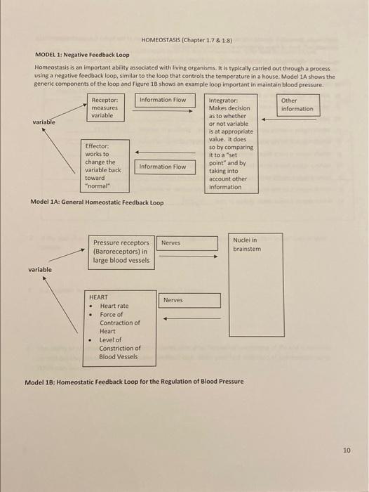 Solved MODEL 1: Negative Feedback Loop Homeostasis is an | Chegg.com