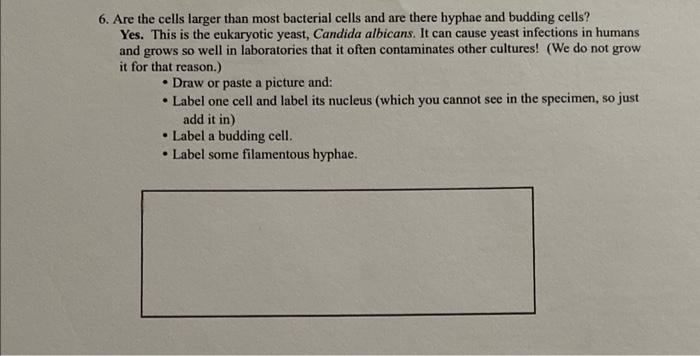 6. Are the cells larger than most bacterial cells and | Chegg.com