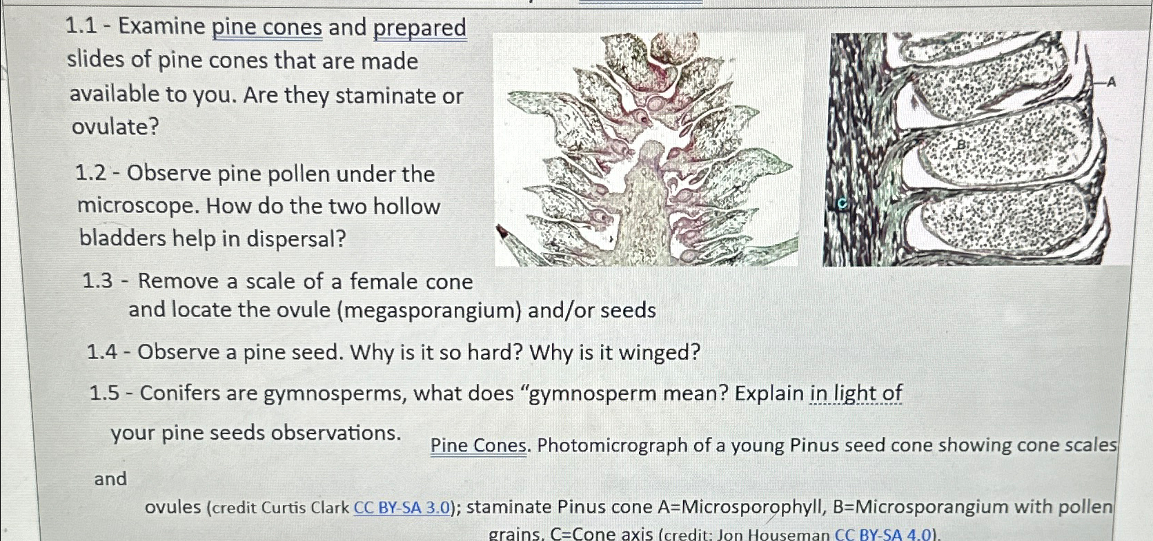 Solved 1.1 - ﻿Examine pine cones and prepared slides of pine | Chegg.com