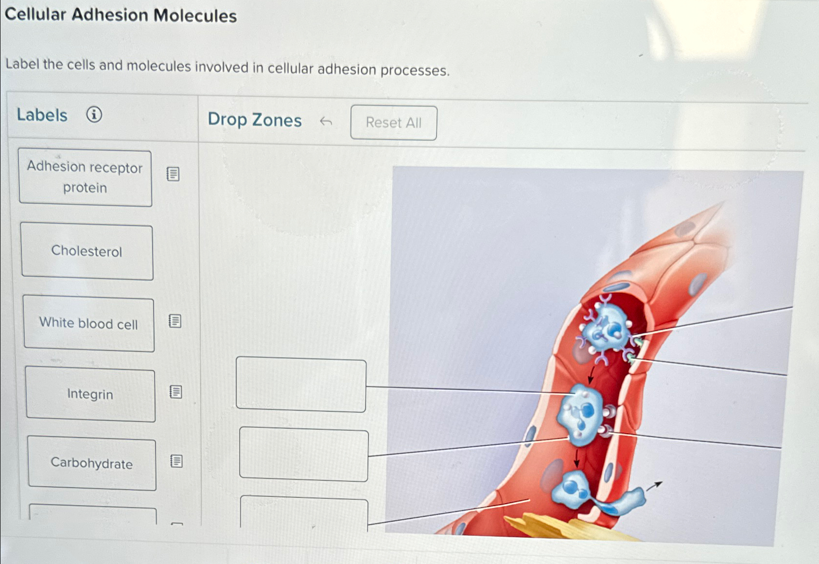 Cellular Adhesion MoleculesLabel the cells and | Chegg.com
