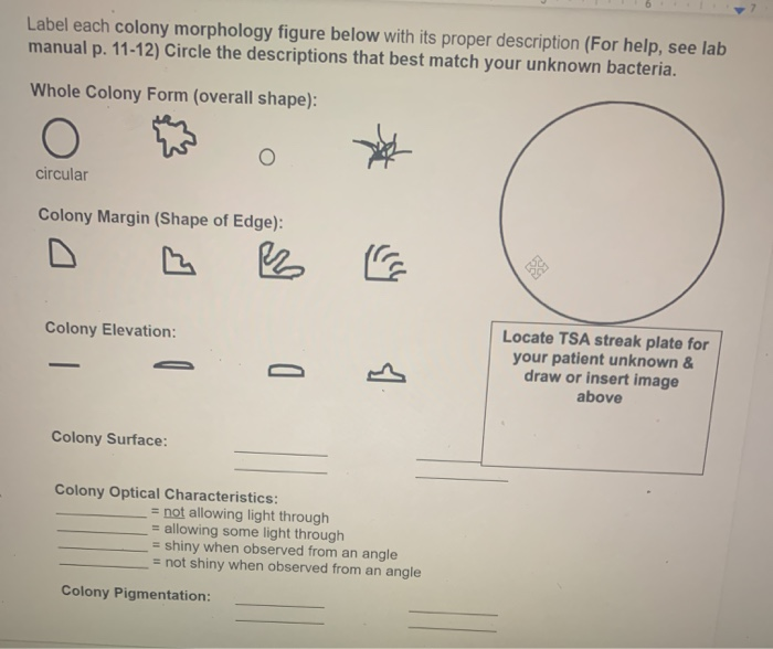 Label each colony morphology figure below with its | Chegg.com