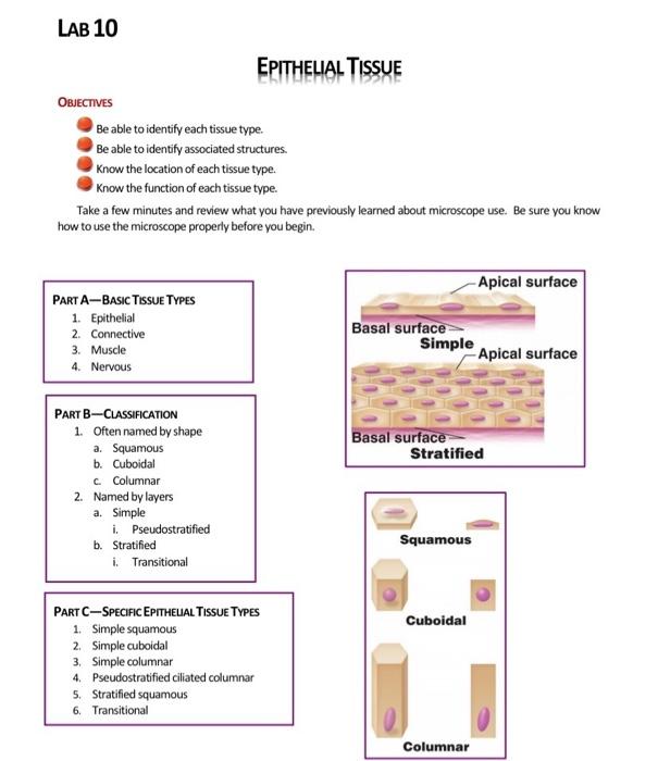 Solved LAB 10 EPITHELIAL TISSUE OBJECTIVES Be able to | Chegg.com