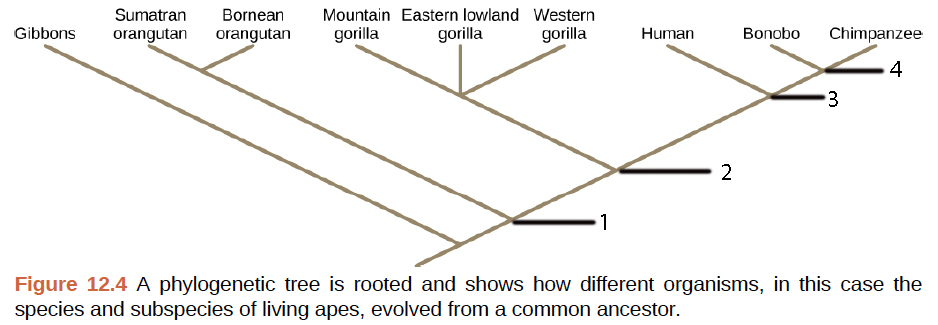 Solved Figure 12.4 ﻿A phylogenetic tree is rooted and shows | Chegg.com