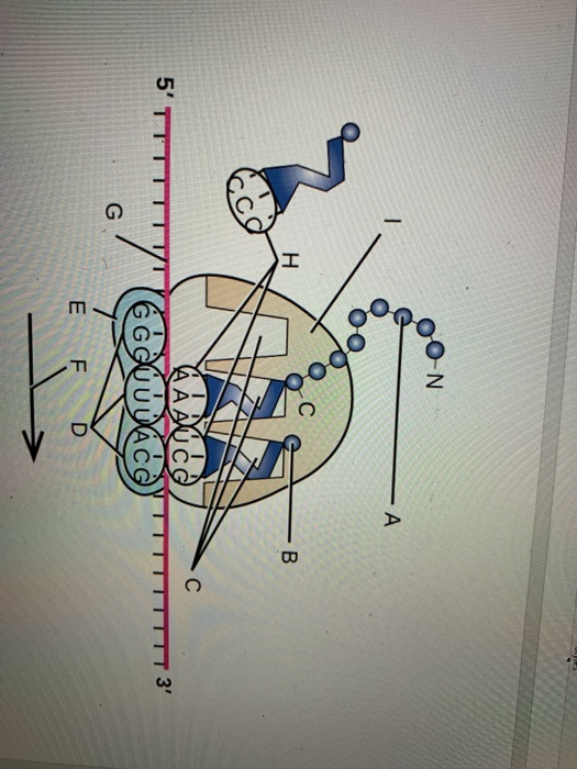 Solved 67. Label the following in the figure: ribosomal E, | Chegg.com