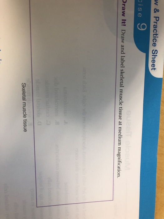 Solved w & Practice Sheet Sise Draw It! Draw and label | Chegg.com