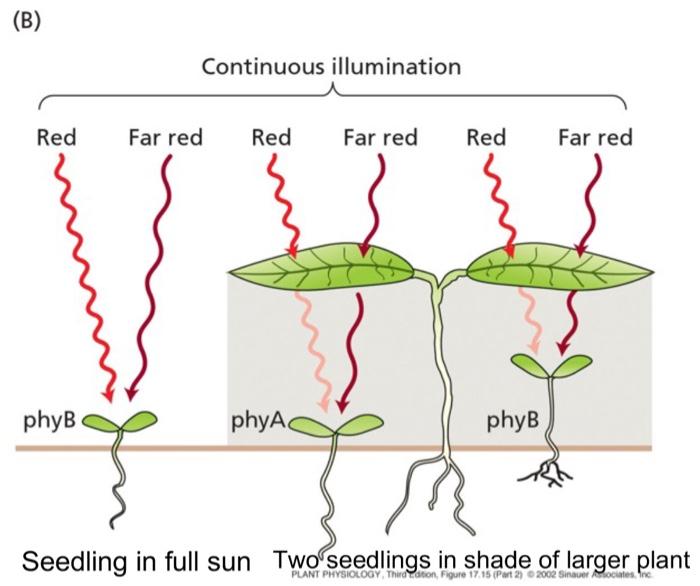 Solved Describe the importance of the two phytochrome | Chegg.com