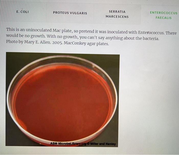 Enterococcus Faecalis Macconkey Agar