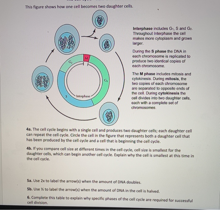 Solved This figure shows how one cell becomes two daughter | Chegg.com