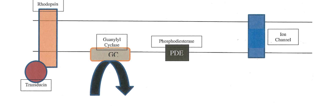 Solved Phototransduction and G protein signaling cascade | Chegg.com