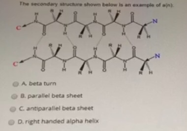Beta Sheet Structure