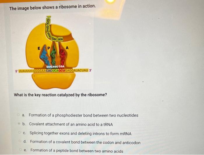 Solved The image below shows a ribosome in action. What is | Chegg.com