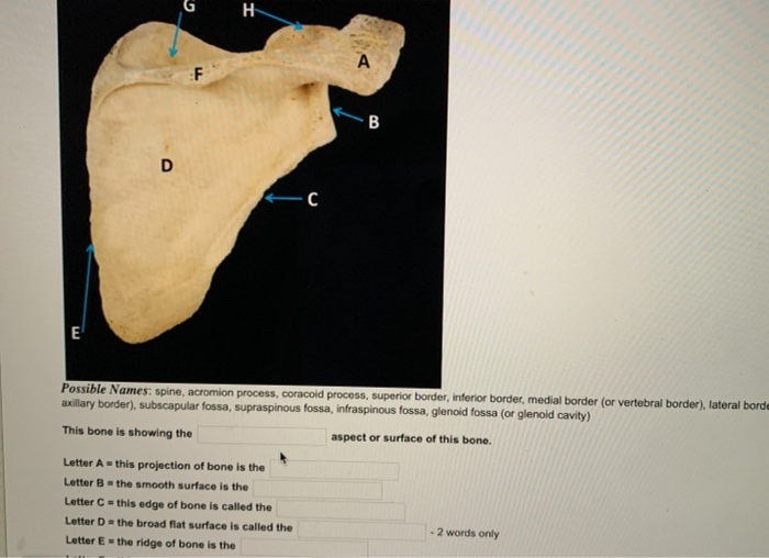 Solved H A F B D .. E E Possible Names: spine, acromion | Chegg.com