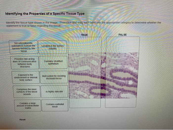 Identifying the Properties of a Specific Tissue Type | Chegg.com
