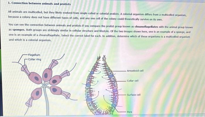 Solved 1. Connection between animals and protists All | Chegg.com